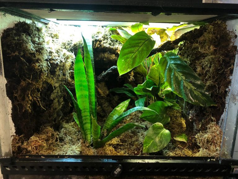 How to make a bioactive terrarium for Crested Gecko - Echo the Crested Gecko