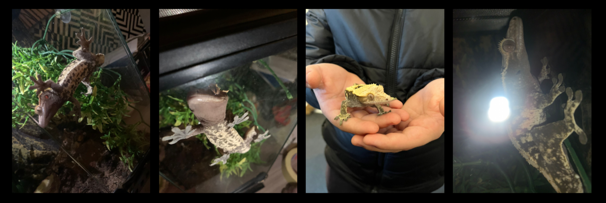 Handling Crested Geckos - Echo the Crested Gecko