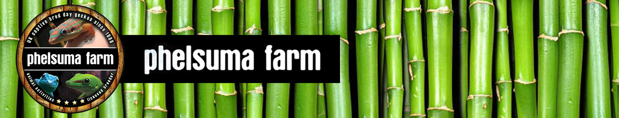 Trusted Crested Gecko Retailers - Echo the Crested Gecko